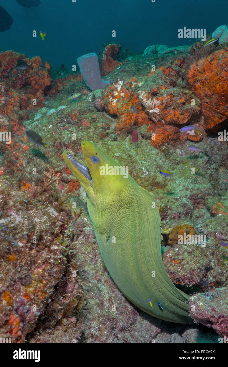 Moray west hi-res stock photography and images - Alamy