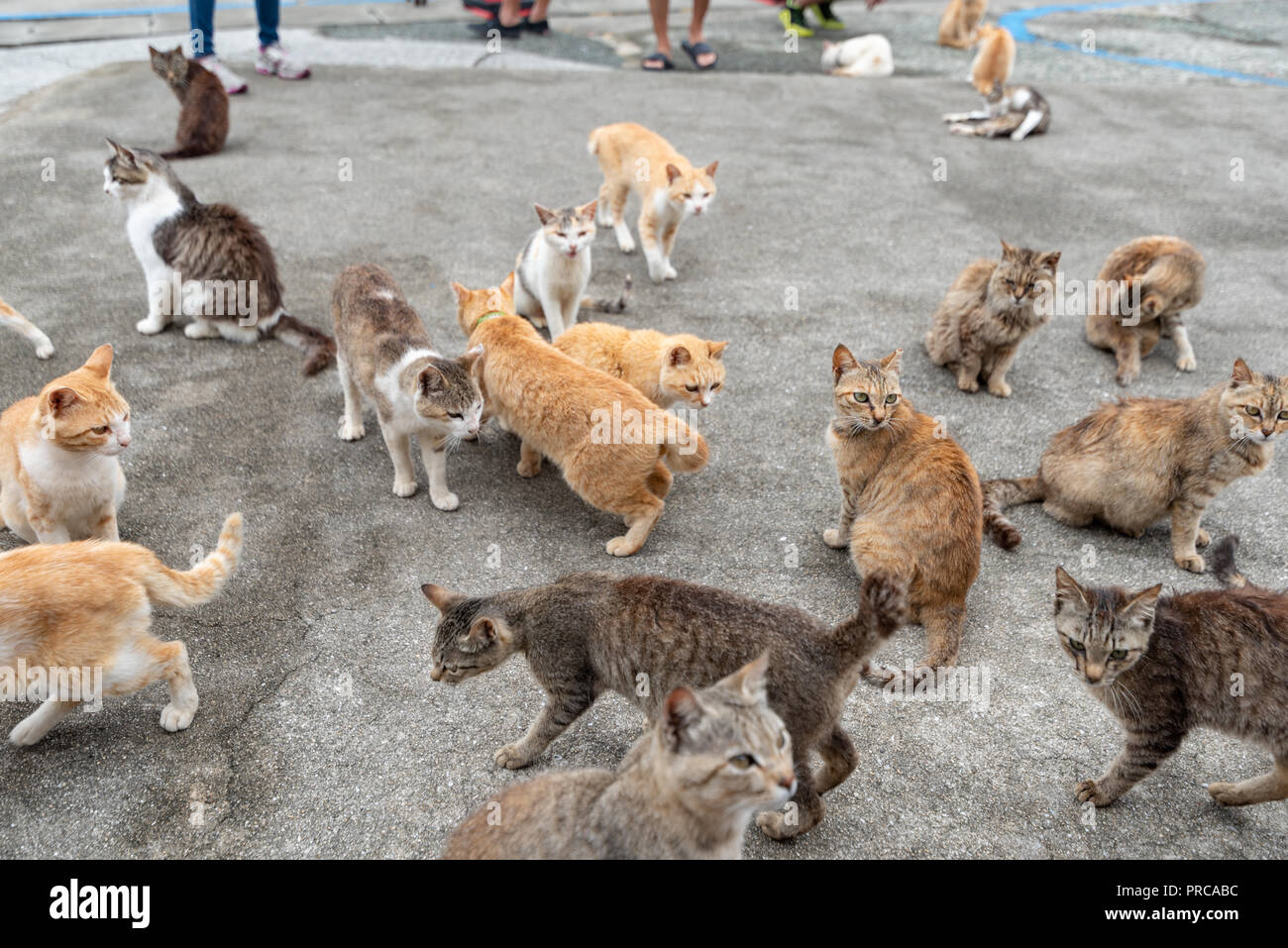 Japan Ehime Prefecture Ozu City Island with many cats aosima Stock ...