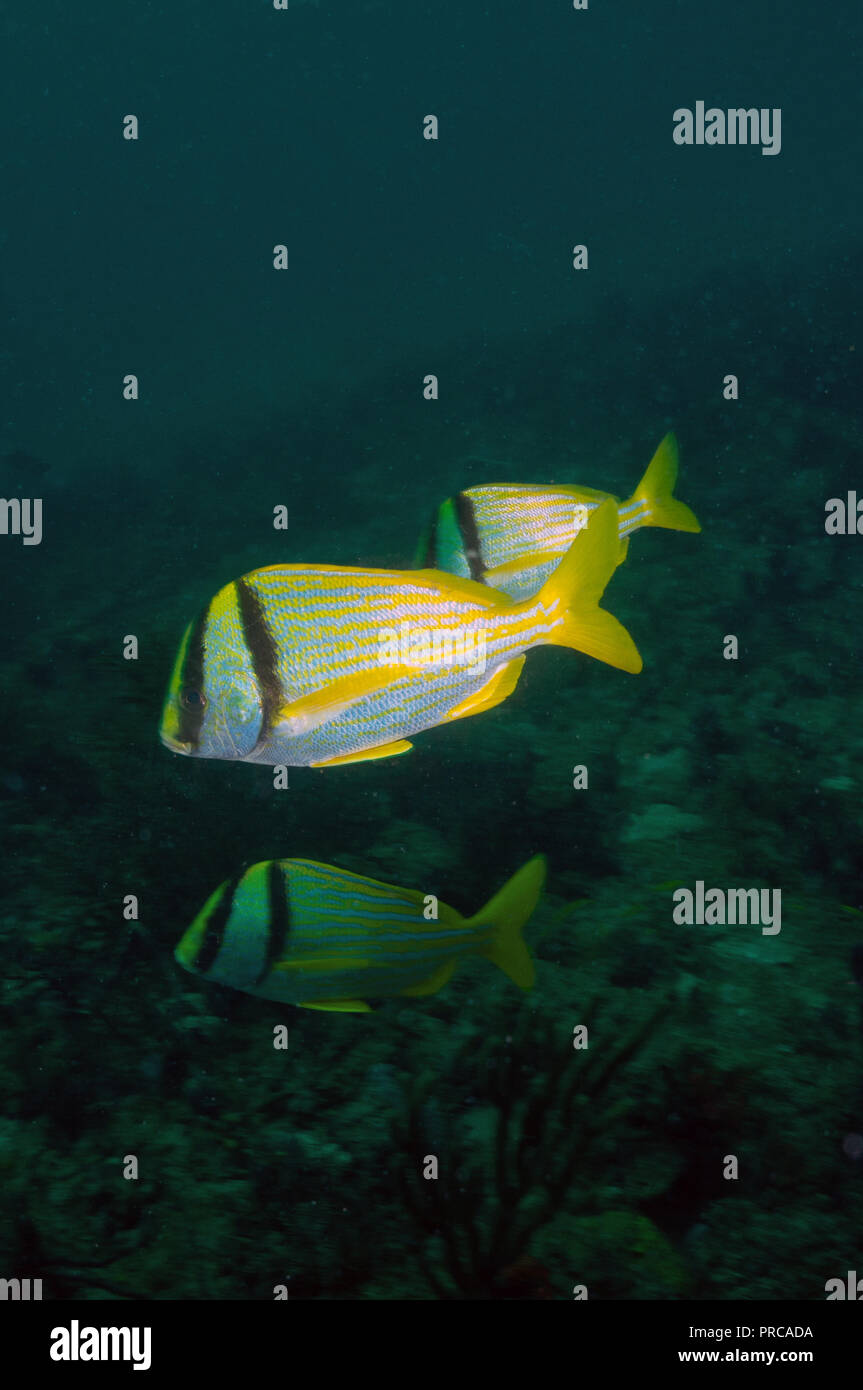 Porkfish hi-res stock photography and images - Alamy