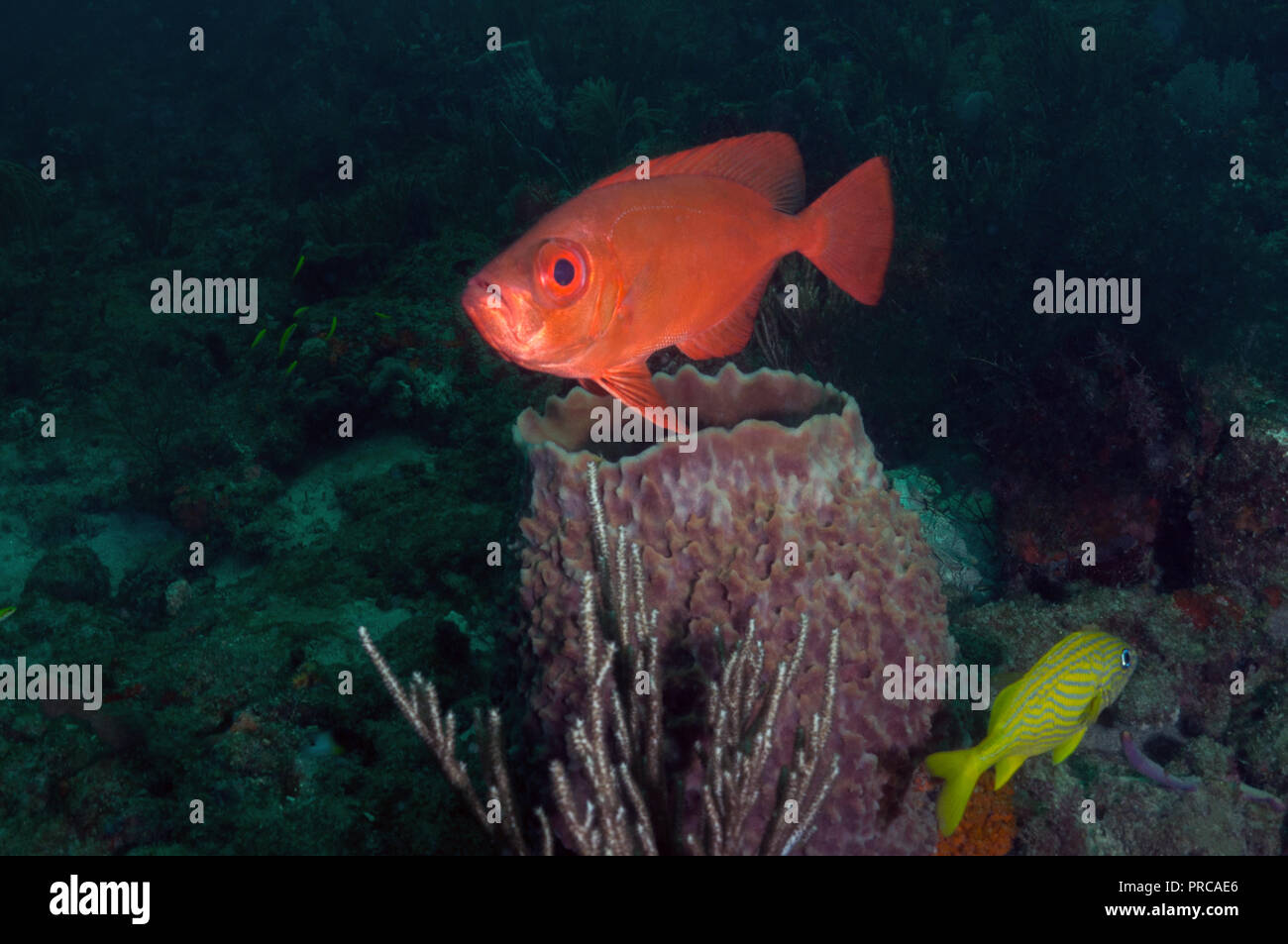 Bigeye fish underwater hi-res stock photography and images - Alamy