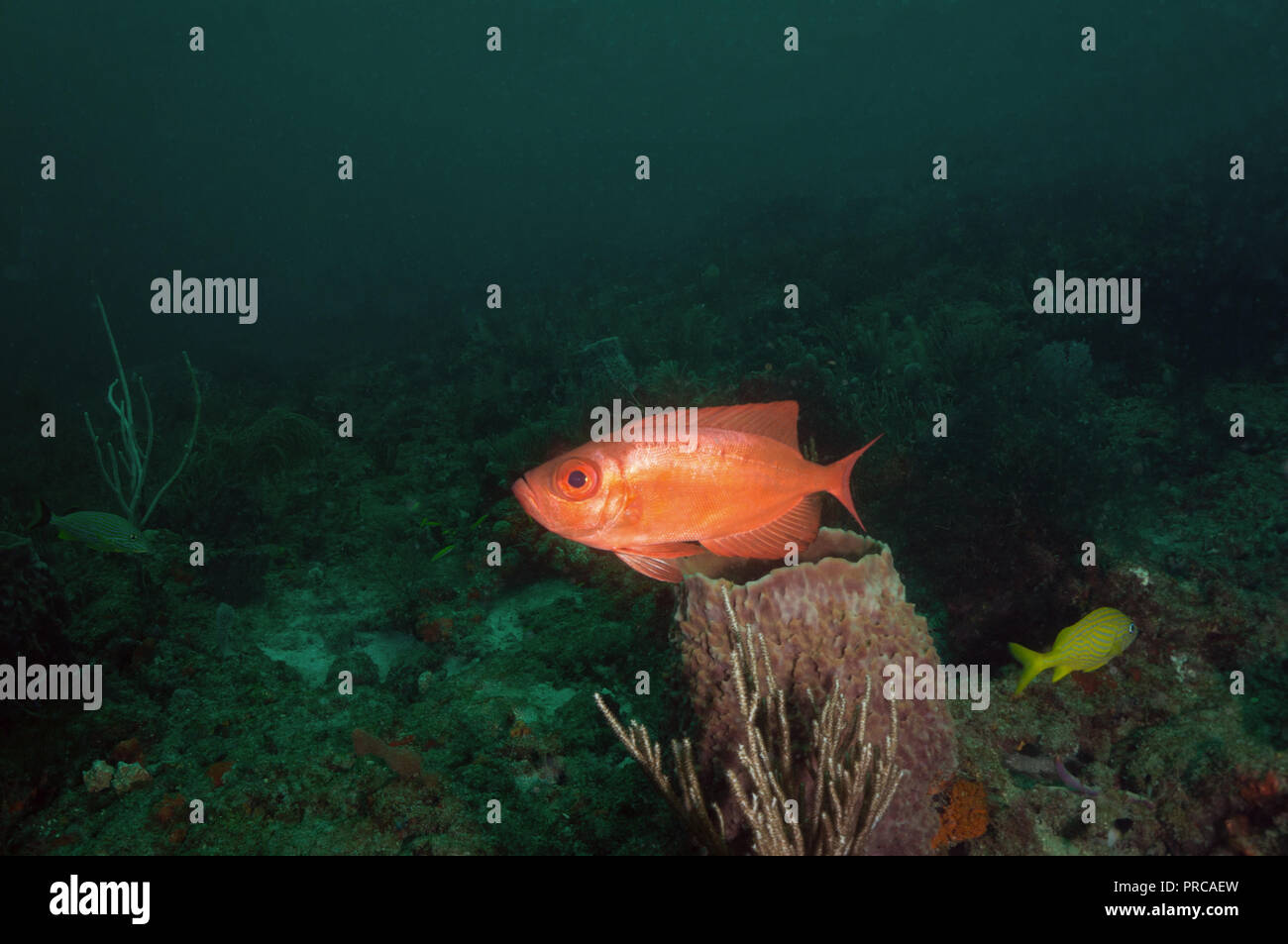 Bigeye fish underwater hi-res stock photography and images - Alamy