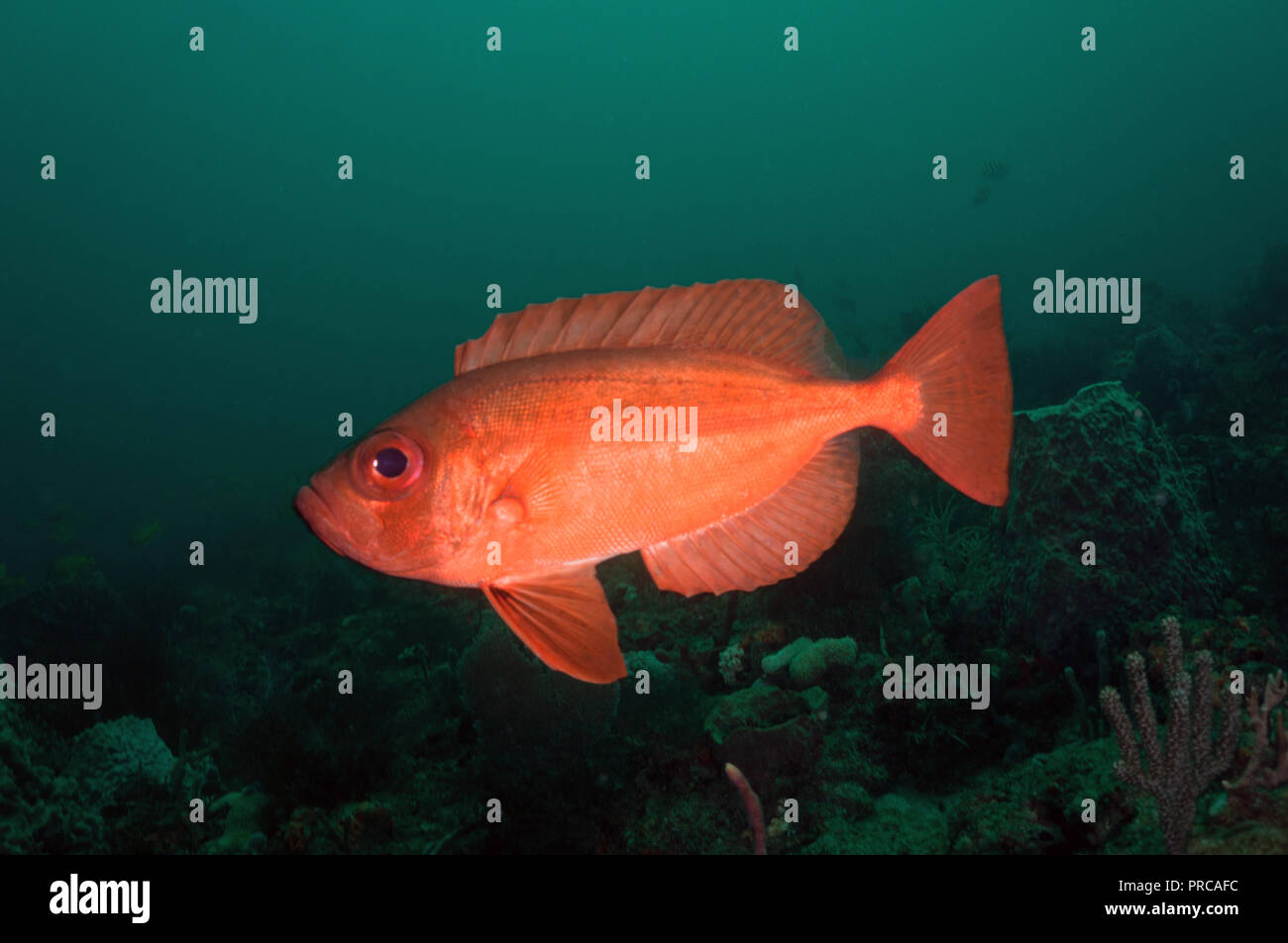 Bigeye fish underwater hi-res stock photography and images - Alamy