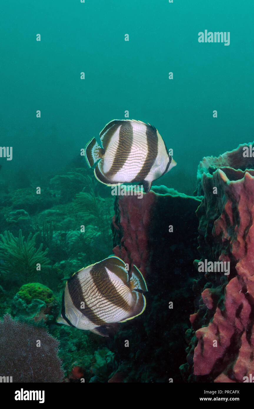 Banded angelfish hi-res stock photography and images - Alamy