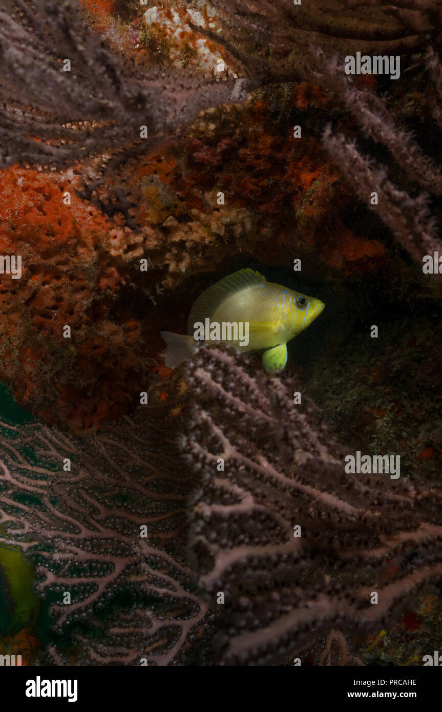 Butter Hamlet juvenile Stock Photo - Alamy