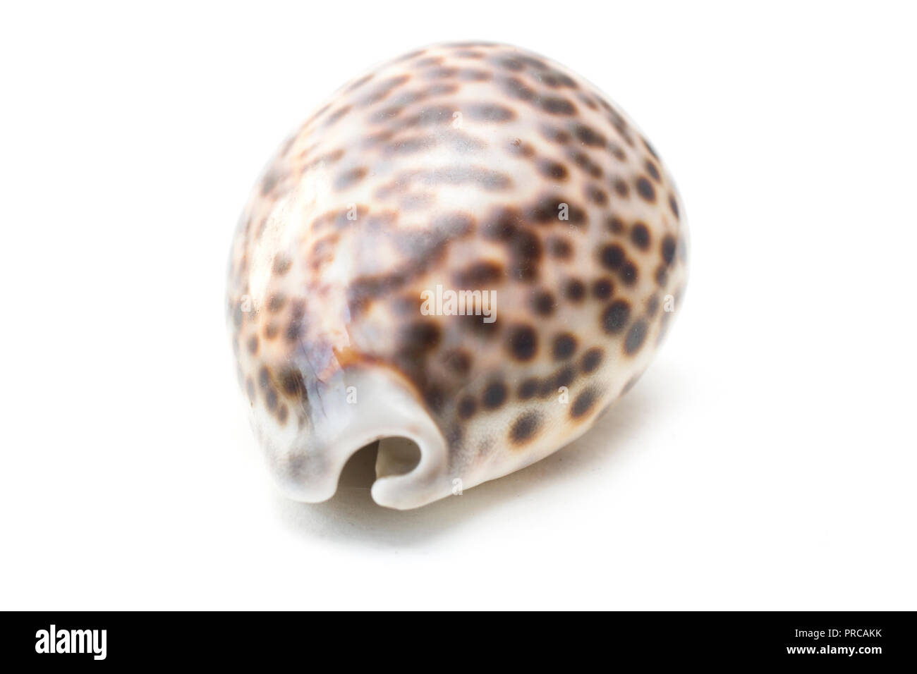Tiger cowrie (Cypraea tigris) seashell isolated on the white background ...