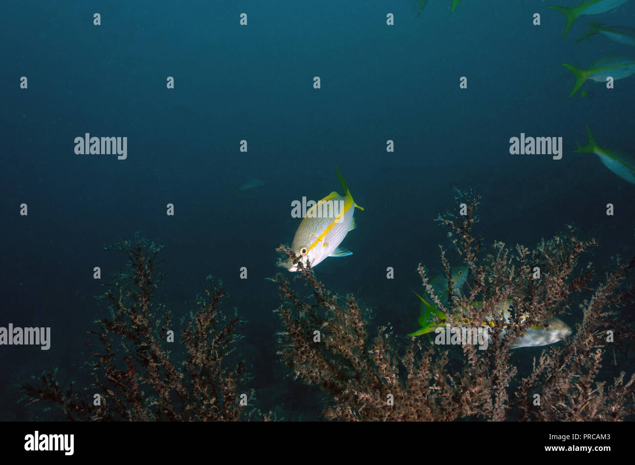 Yellowtail snapper hi-res stock photography and images - Alamy