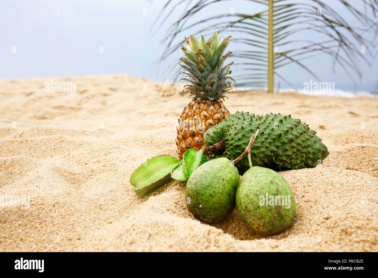 Seashore palm fruits hi-res stock photography and images - Alamy