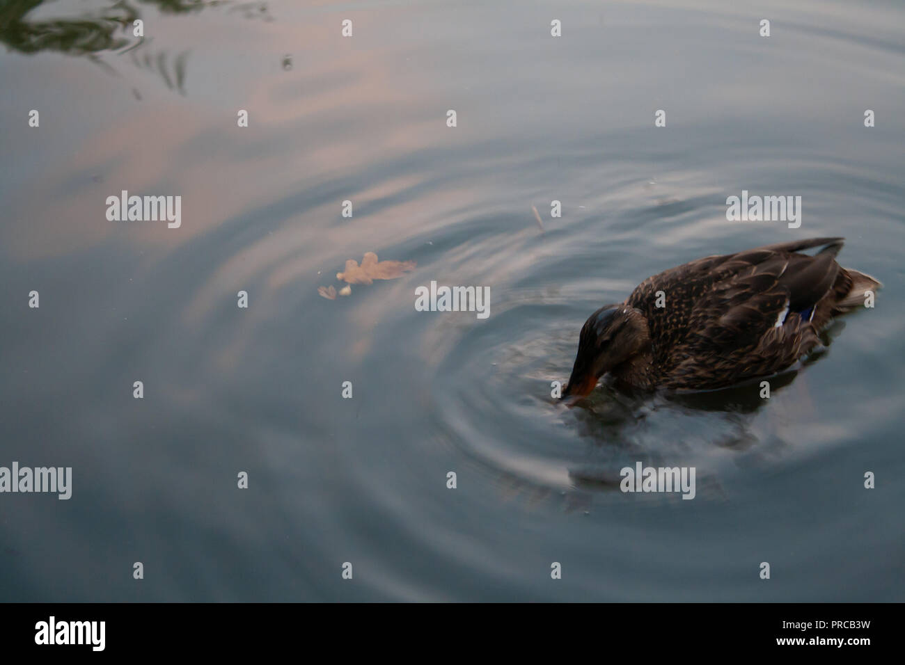 Smooth water with duck hi-res stock photography and images - Alamy
