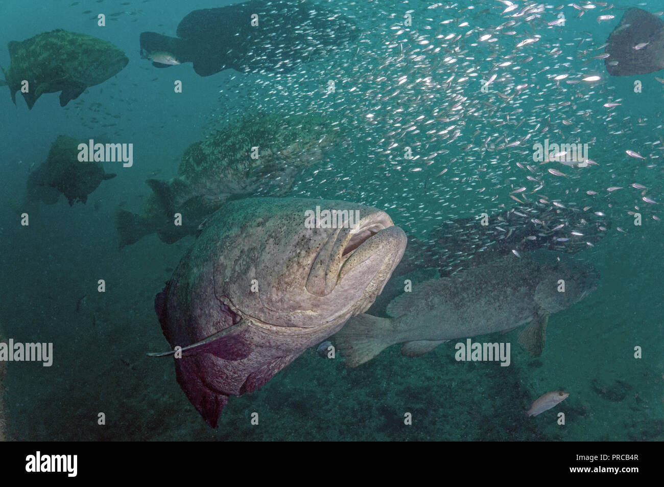 Goliath grouper underwater wreck hi-res stock photography and images ...