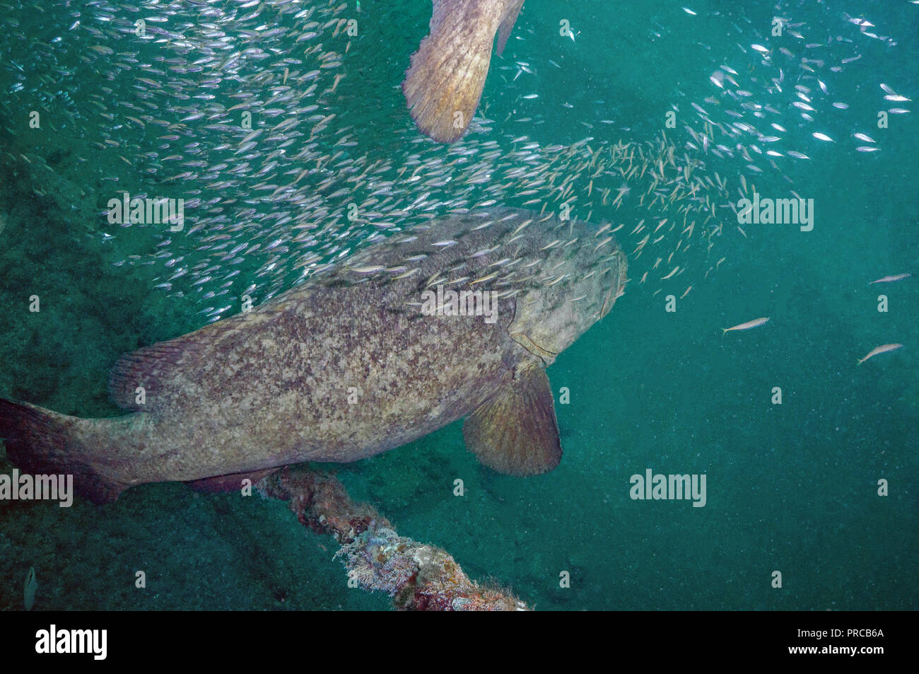 Goliath grouper underwater wreck hi-res stock photography and images ...