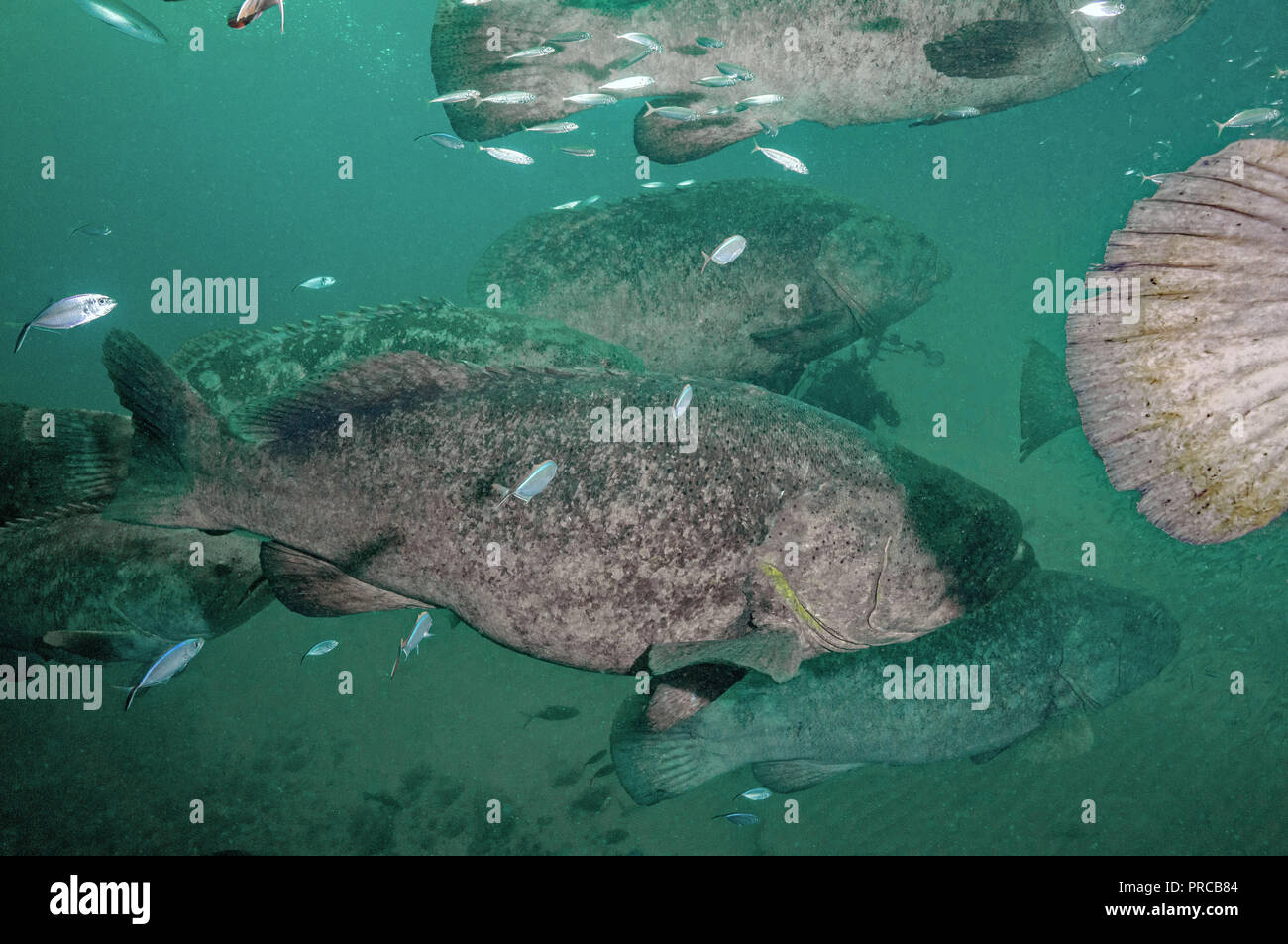 Goliath grouper underwater wreck hi-res stock photography and images ...