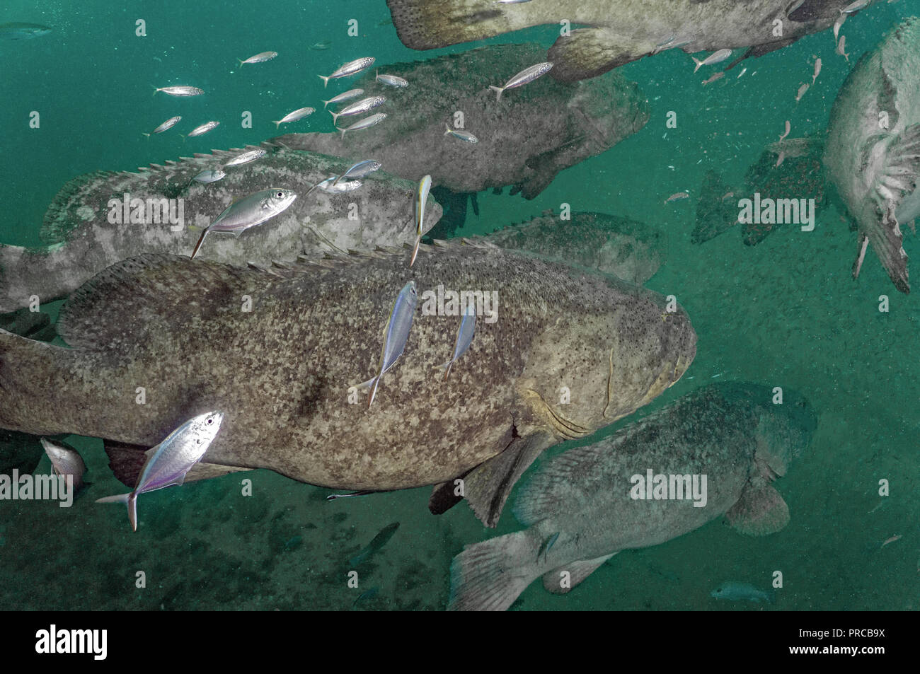 Goliath grouper underwater wreck hi-res stock photography and images ...