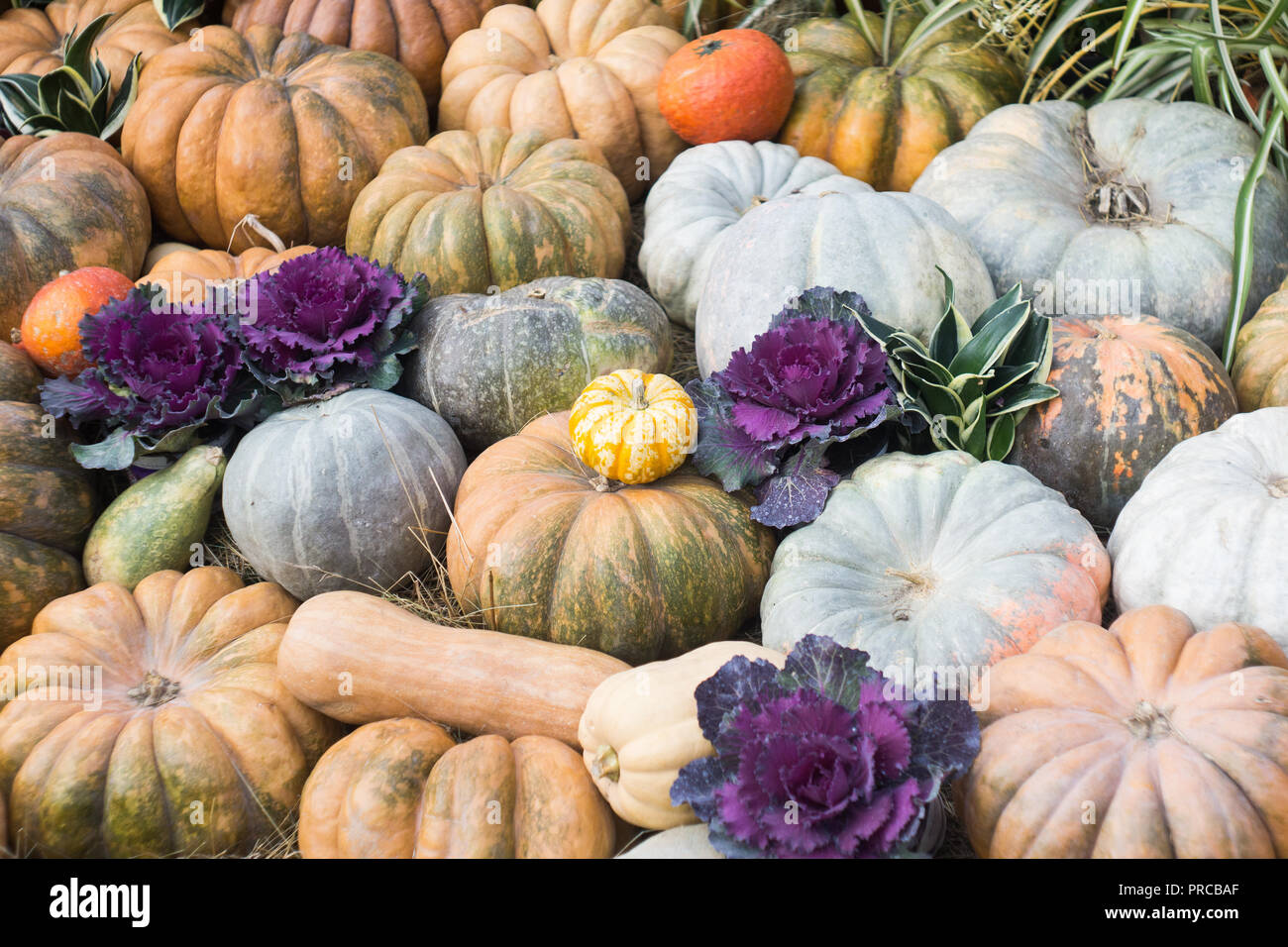 A lot of fresh pumpkins at the farm autumn festival on the eve of ...