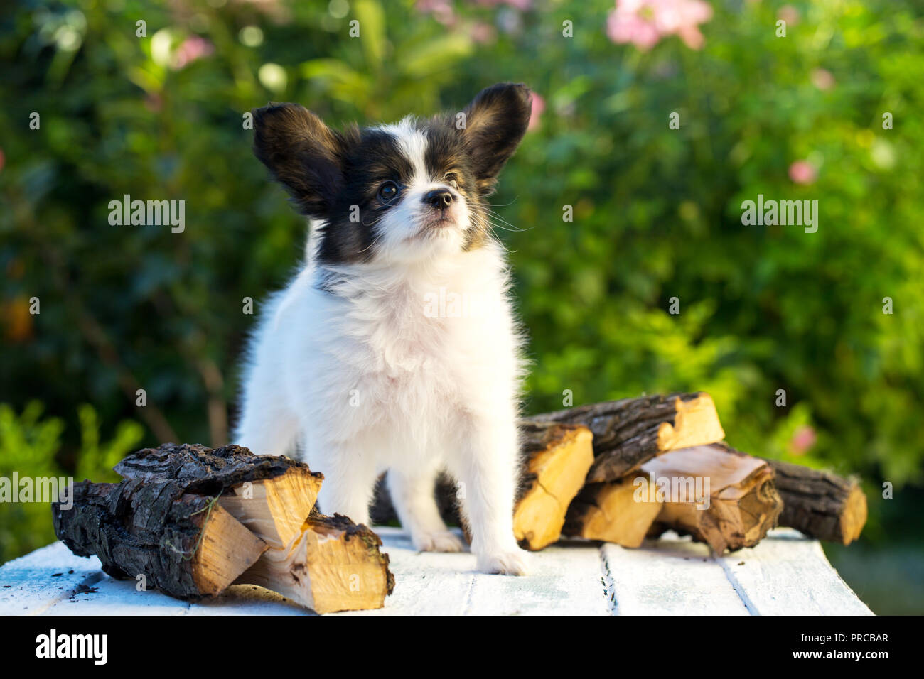 Beautiful puppy of the Papillon breed in the summer garden Stock Photo ...