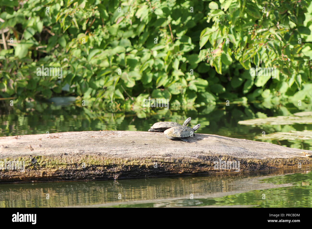 River turtles hi-res stock photography and images - Alamy