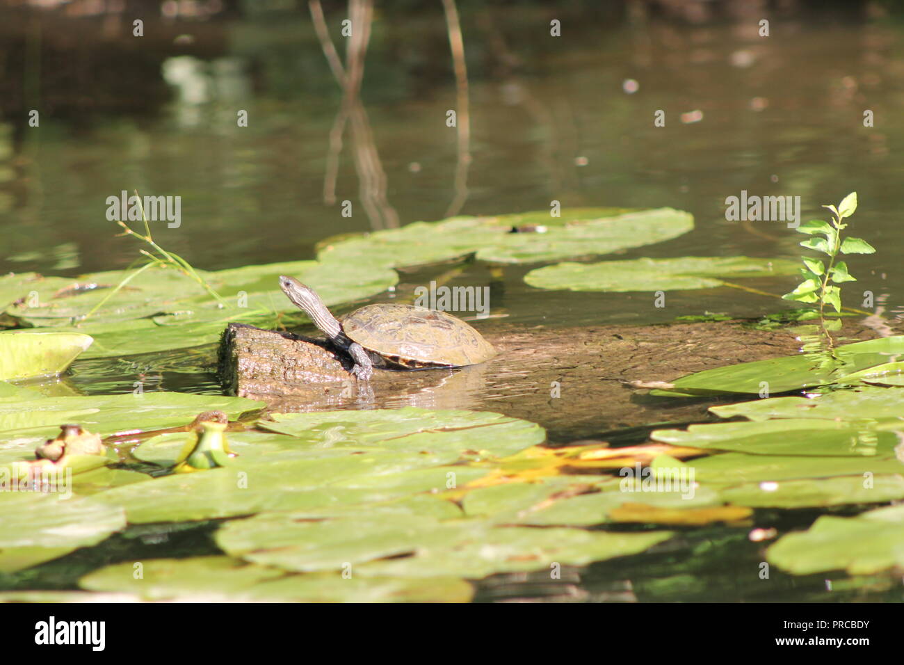 River turtles hi-res stock photography and images - Alamy