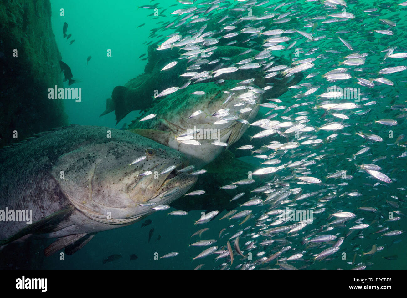 Goliath grouper underwater wreck hi-res stock photography and images ...
