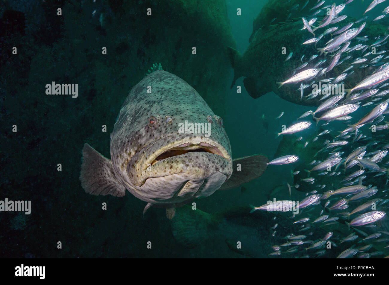 Goliath grouper underwater wreck hi-res stock photography and images ...