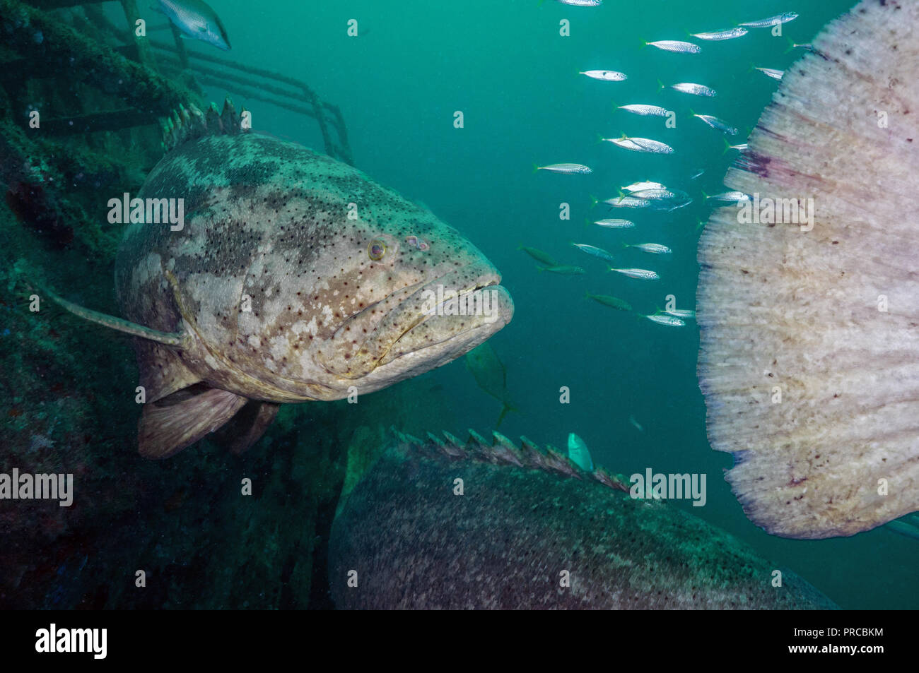 Goliath grouper underwater wreck hi-res stock photography and images ...