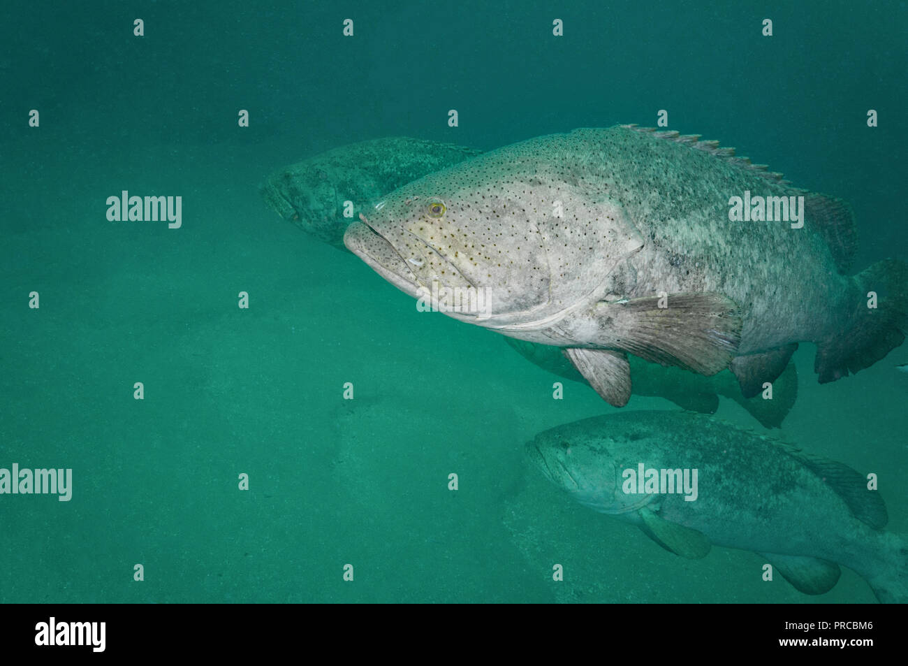 Goliath grouper underwater wreck hi-res stock photography and images ...