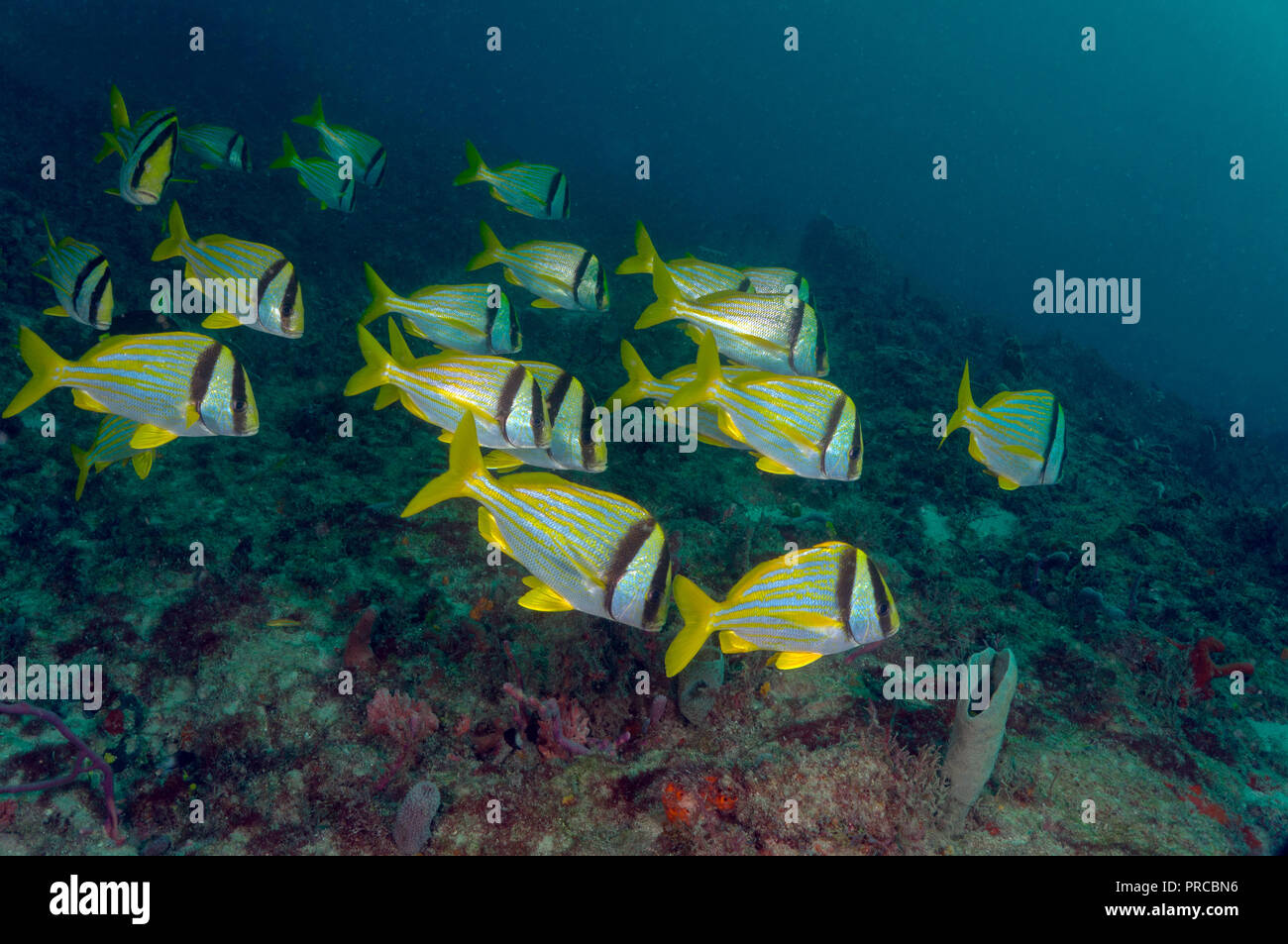 Underwater porkfish hi-res stock photography and images - Alamy