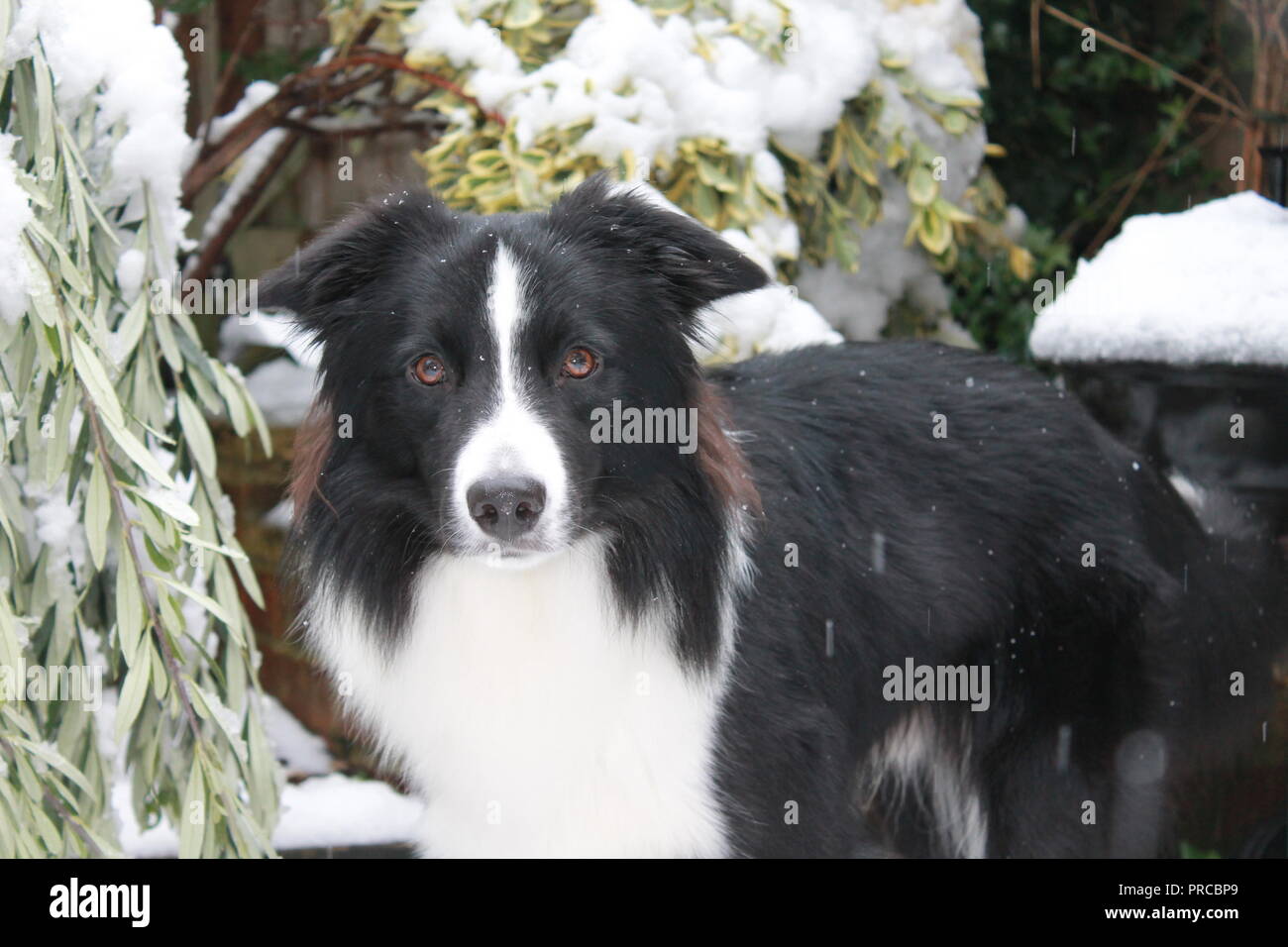 Seeing snow for the first time Stock Photo - Alamy