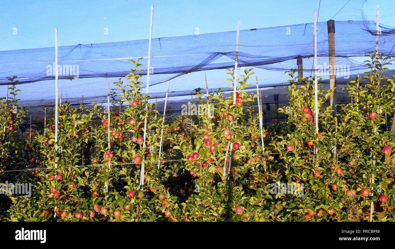 Apple plantation, orchard with anti hail net for protection, pan shot ...