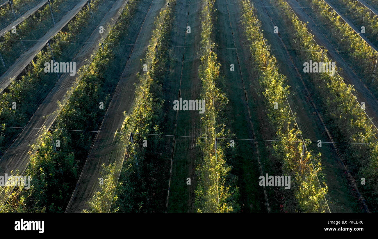 Apple plantation, orchard with anti hail net for protection from above ...
