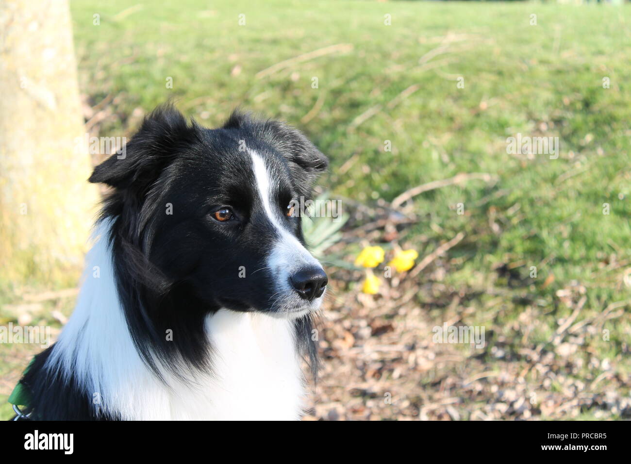 Working border collie hi-res stock photography and images - Alamy
