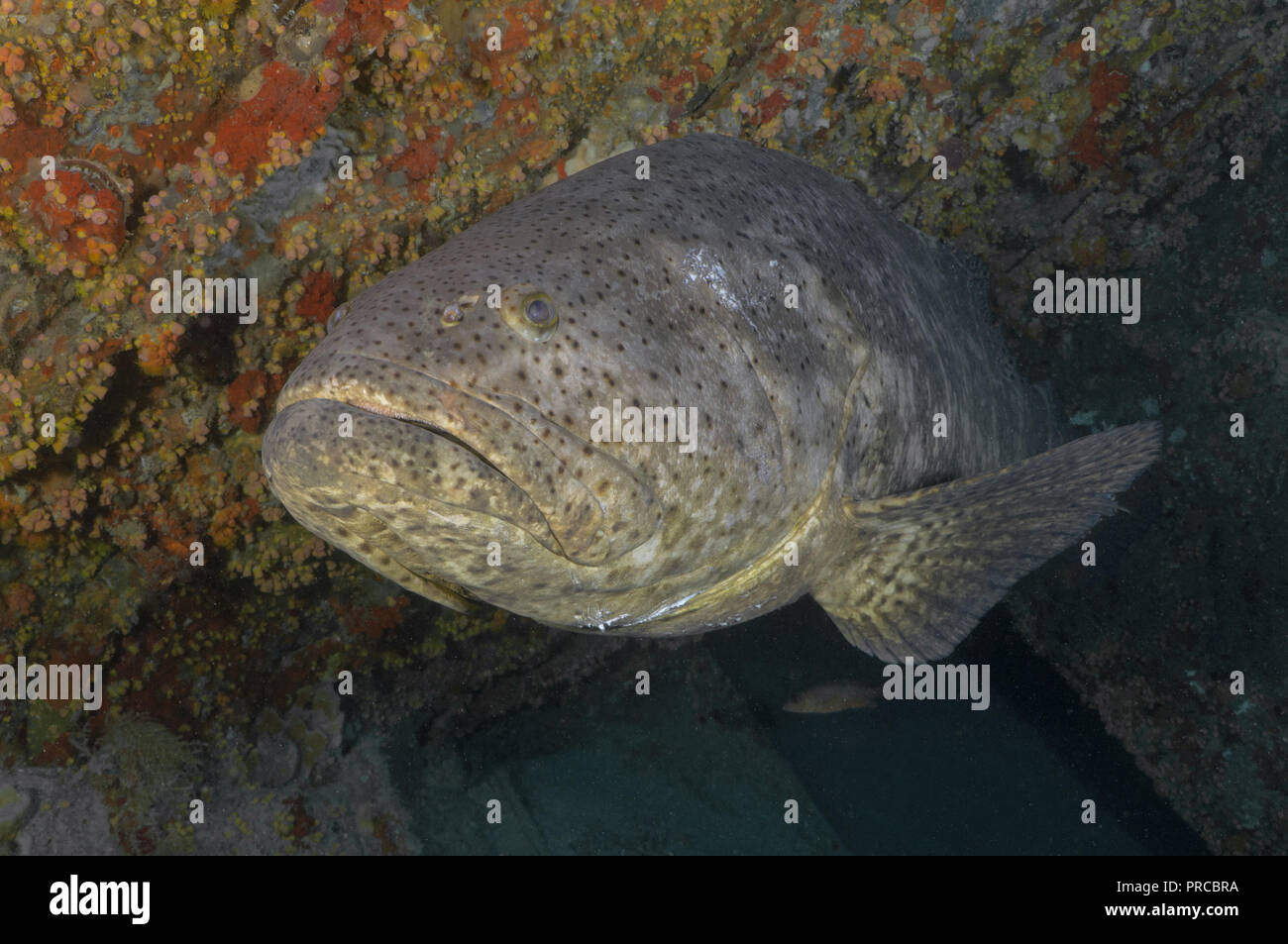 Goliath grouper underwater wreck hi-res stock photography and images ...
