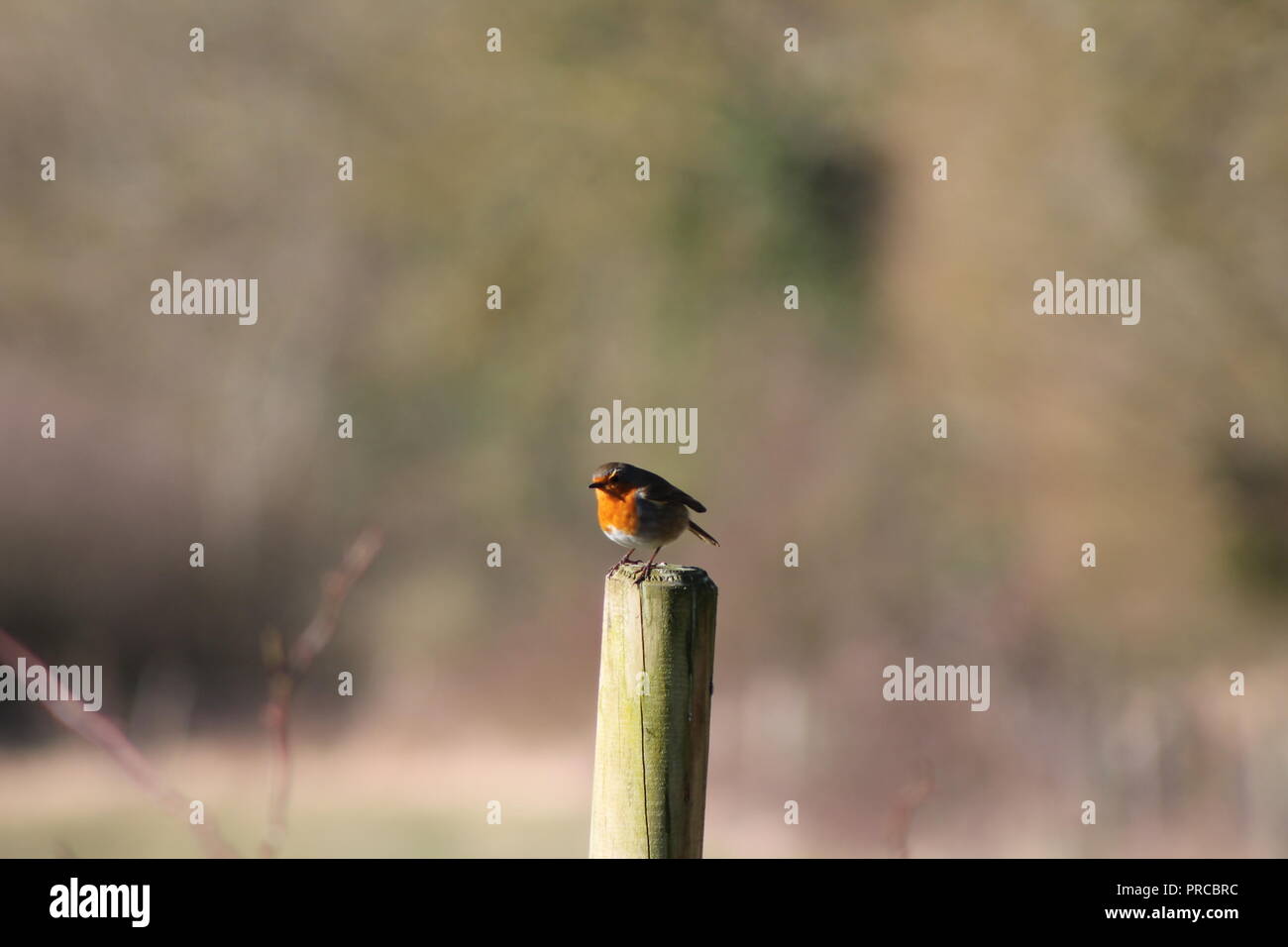 Sun winter robin hi-res stock photography and images - Alamy