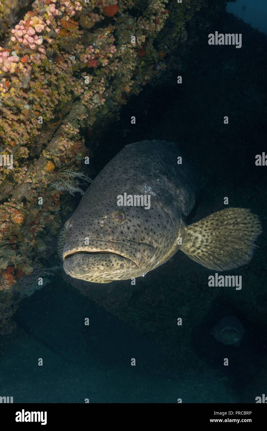 Goliath grouper underwater wreck hi-res stock photography and images ...