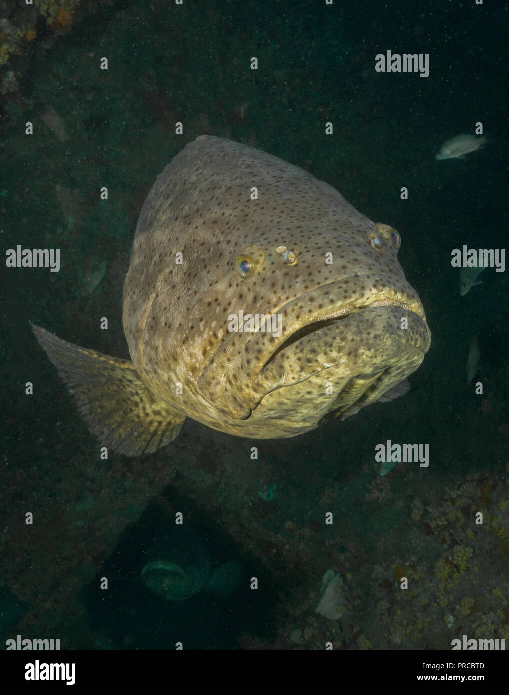 Goliath grouper underwater wreck hi-res stock photography and images ...