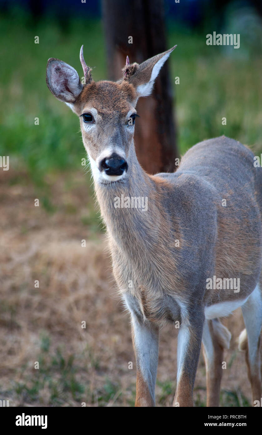 Deer in wilderness hi-res stock photography and images - Alamy