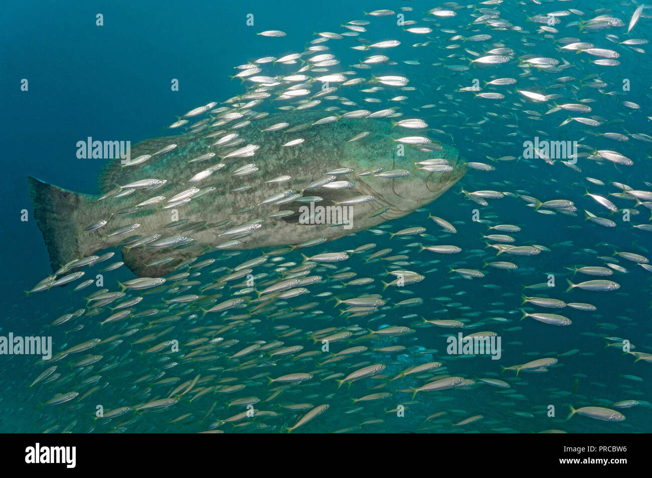 Goliath grouper underwater wreck hi-res stock photography and images ...