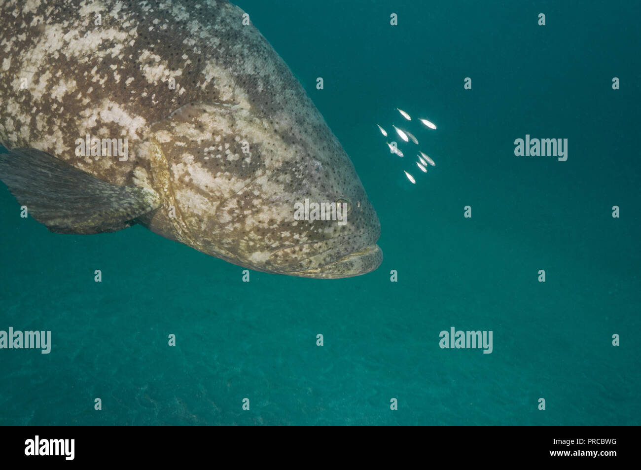 Goliath grouper underwater wreck hi-res stock photography and images ...