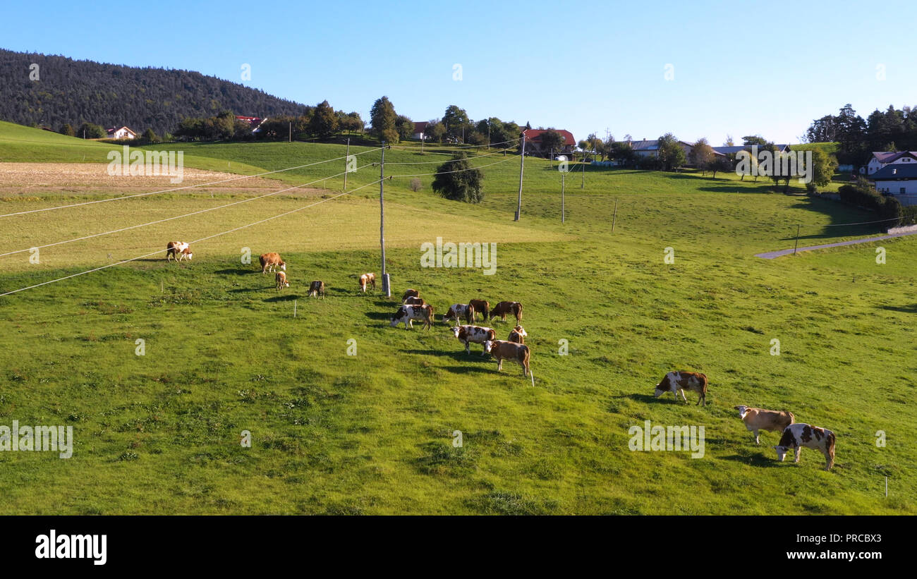 Cattle ranch aerial hi-res stock photography and images - Alamy