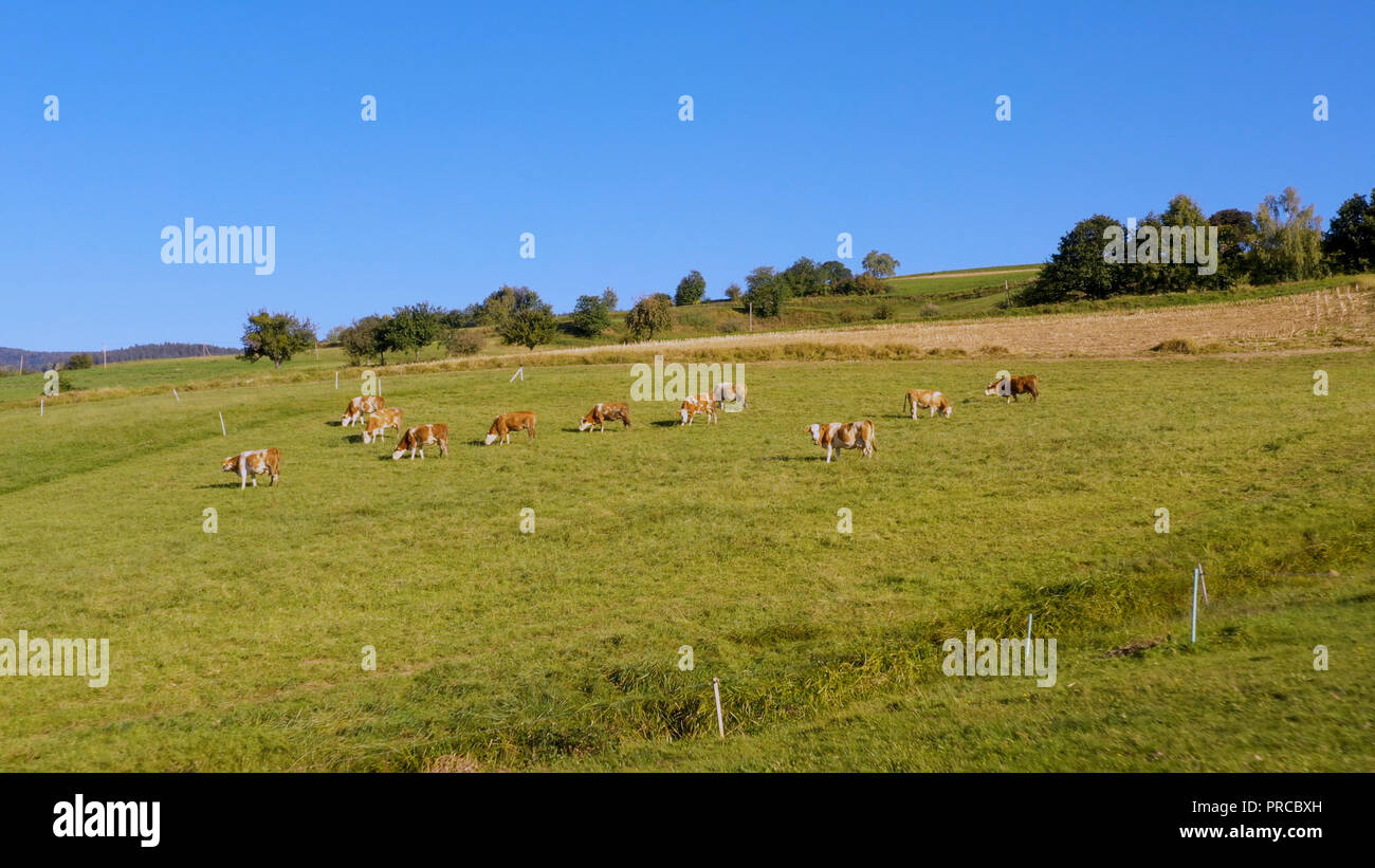 Cattle ranch aerial hi-res stock photography and images - Alamy