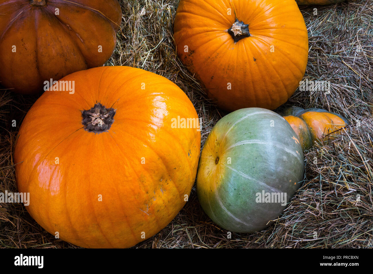 A lot of fresh pumpkins at the farm autumn festival on the eve of ...