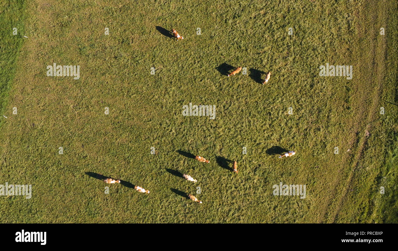 Cattle ranch aerial hi-res stock photography and images - Alamy