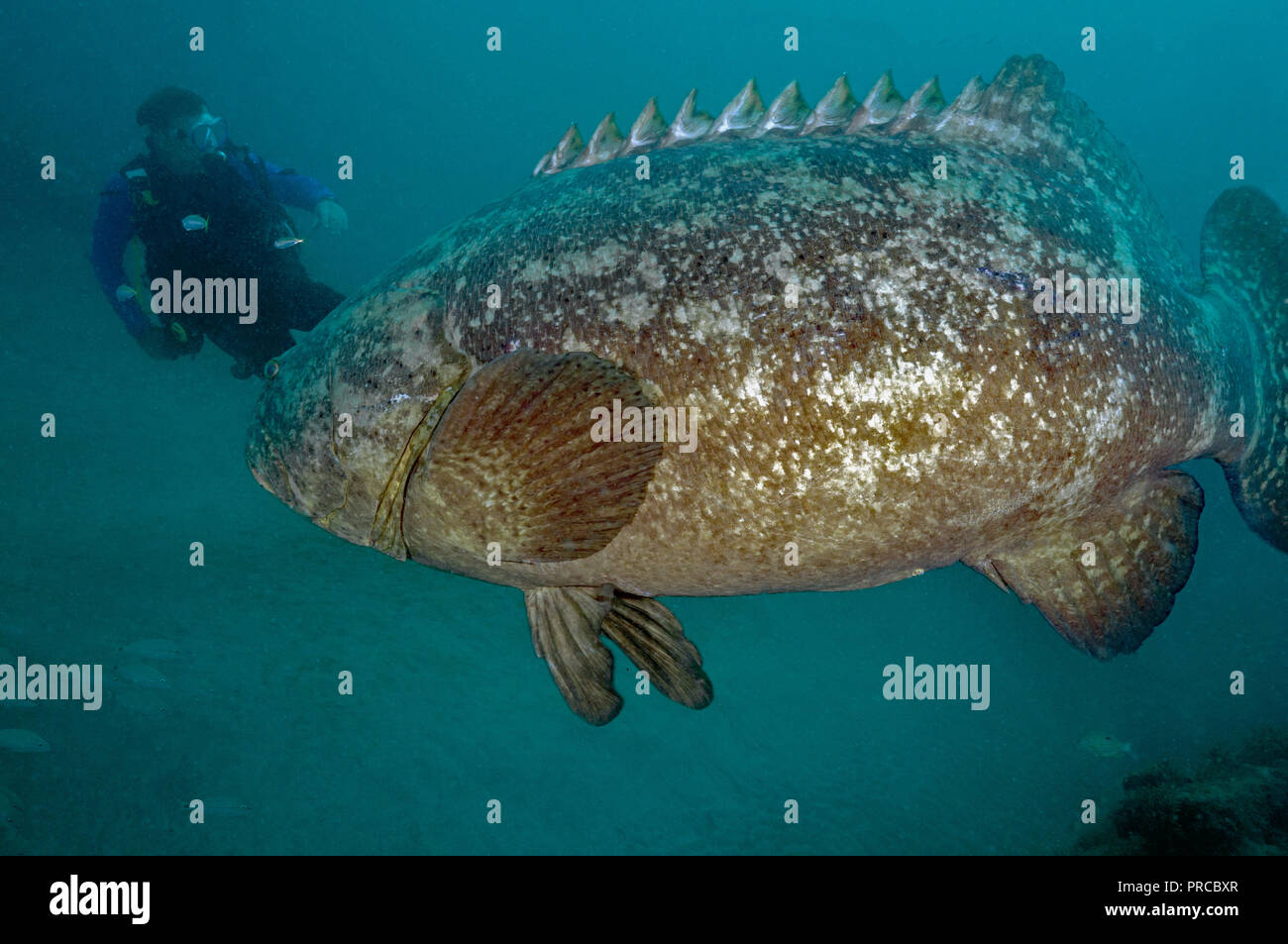 Goliath grouper hi-res stock photography and images - Alamy