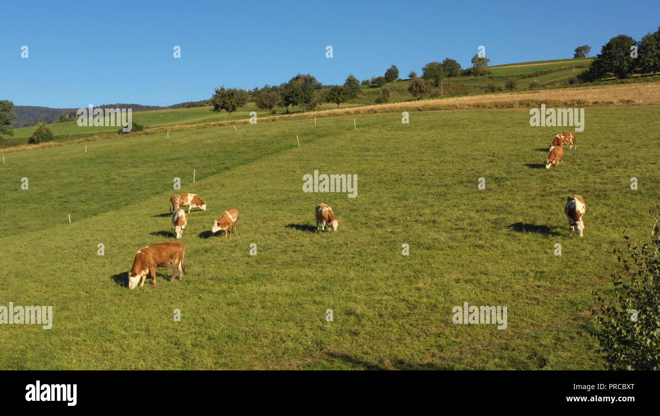 Cattle ranch aerial hi-res stock photography and images - Alamy