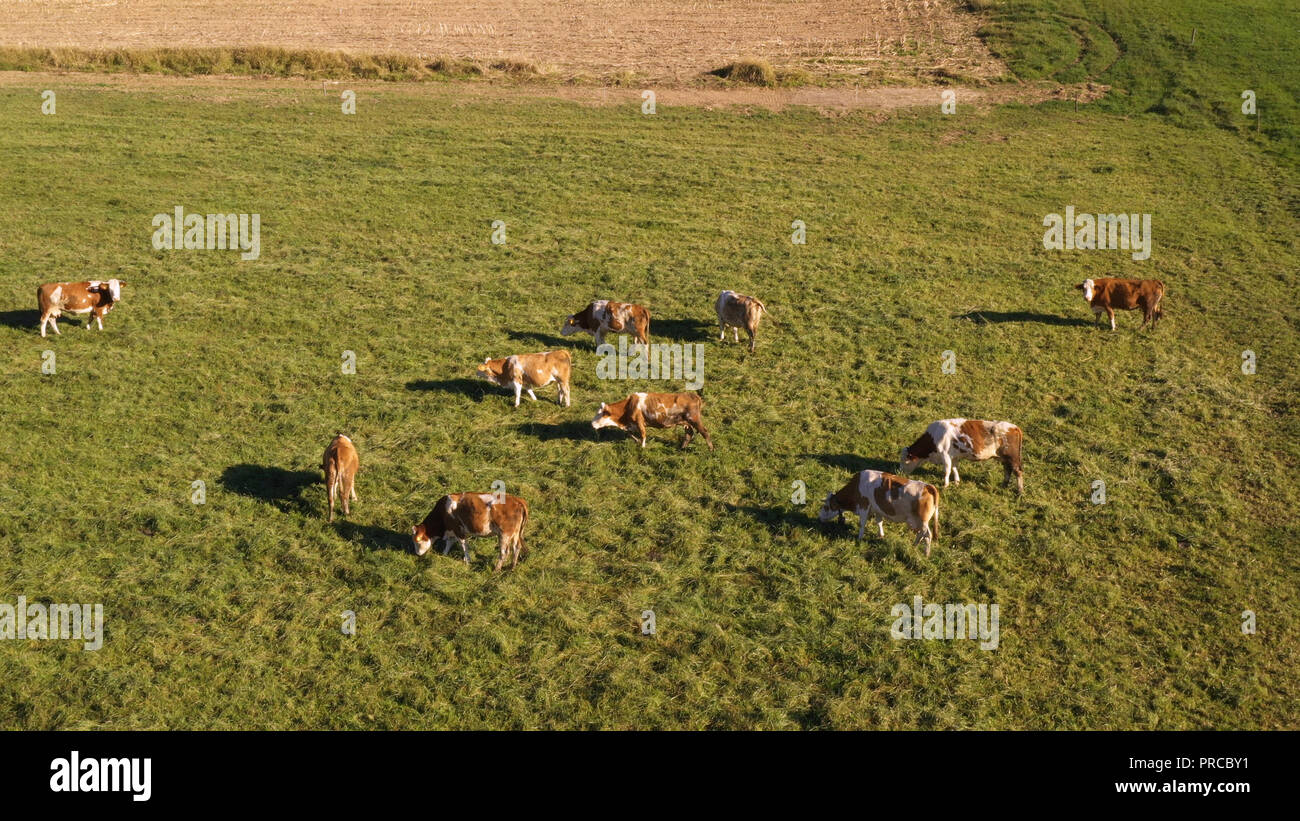 Cattle ranch aerial hi-res stock photography and images - Alamy