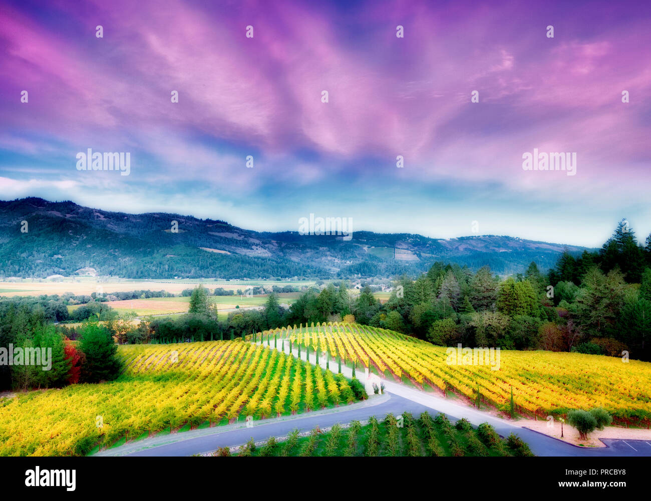 Sunset with fall colored vineyards at Castello di Amorosa. Napa Valley ...
