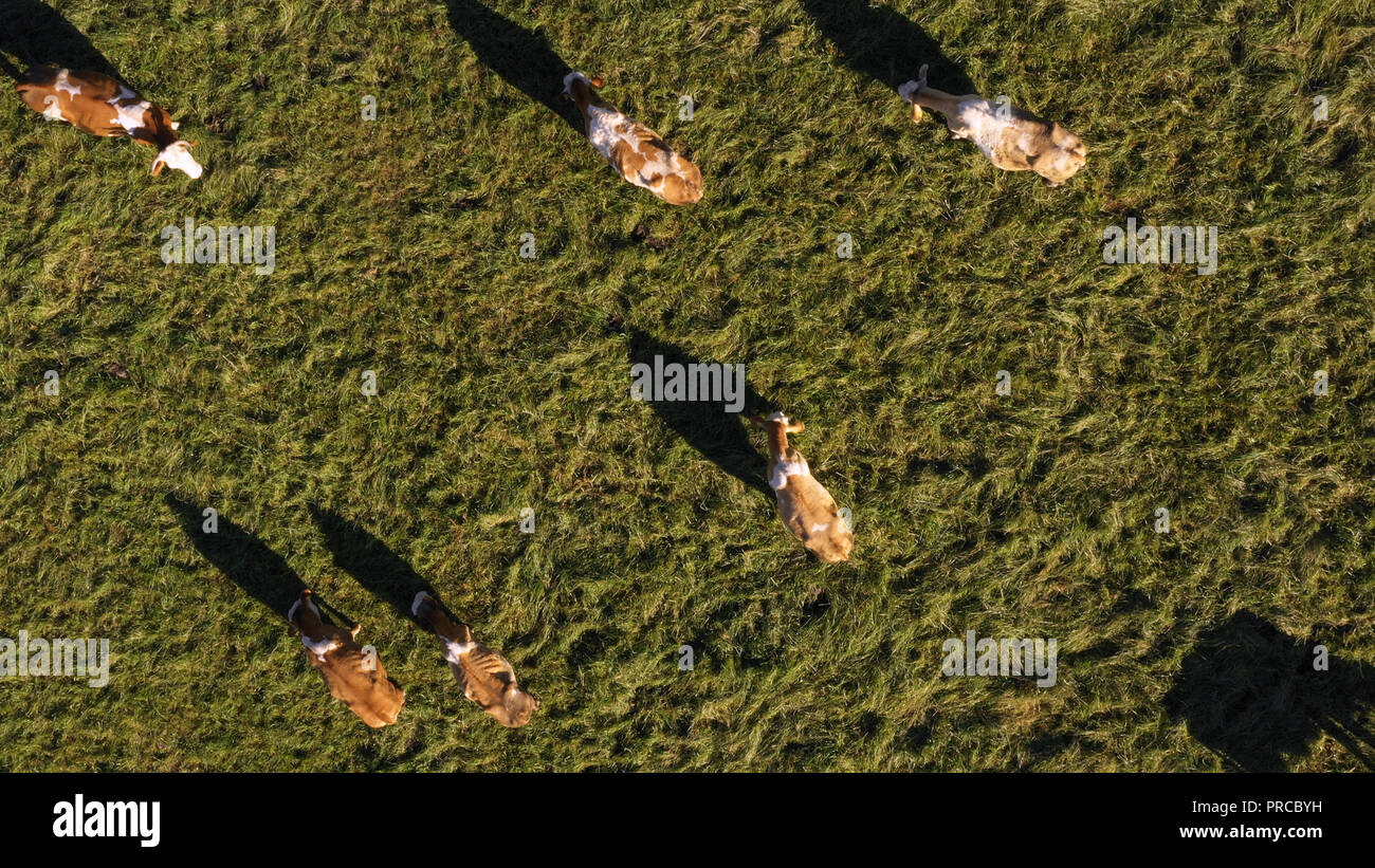 Aerial footage cows dairy farm hi-res stock photography and images - Alamy