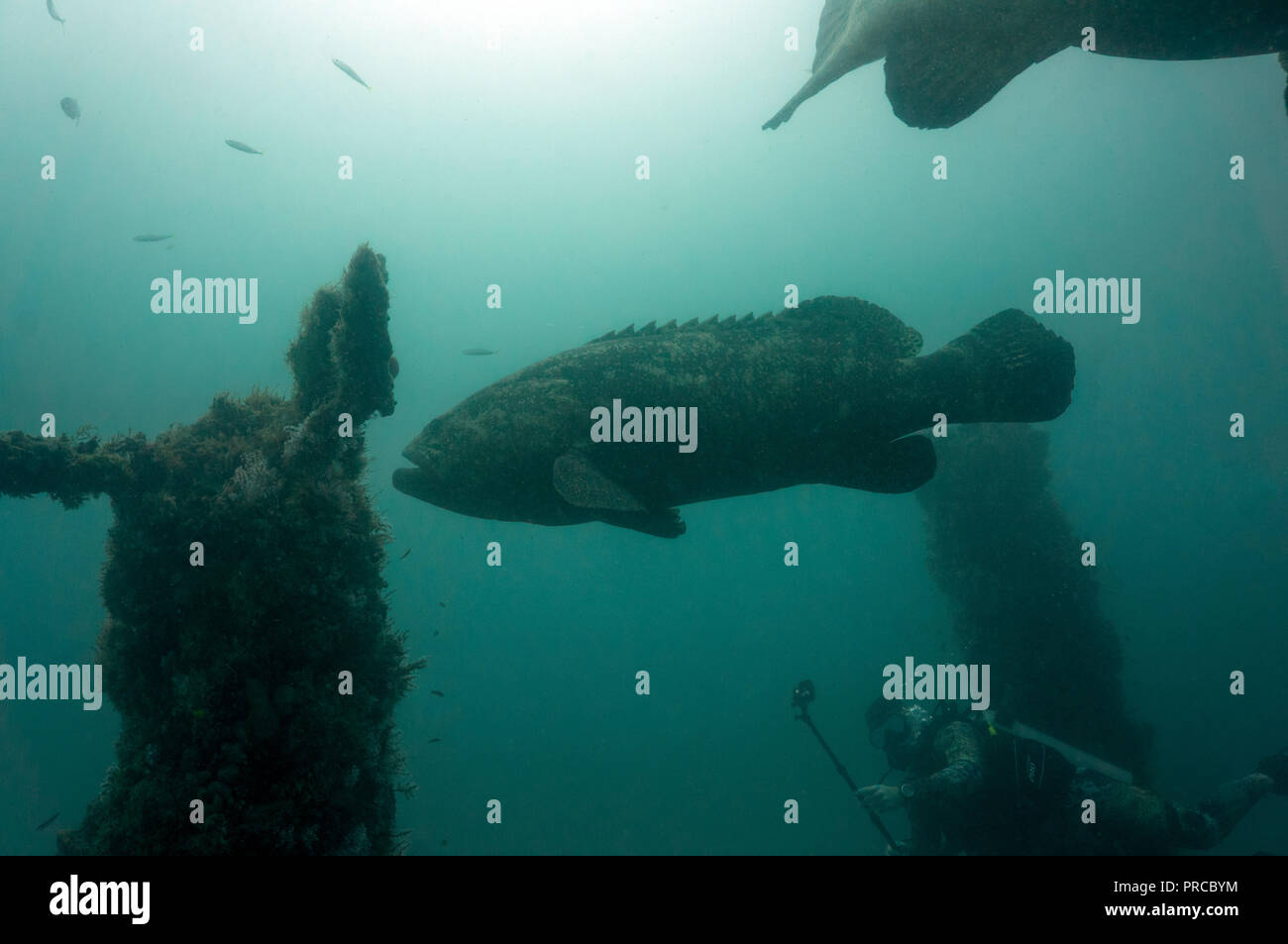 Goliath grouper underwater wreck hi-res stock photography and images ...