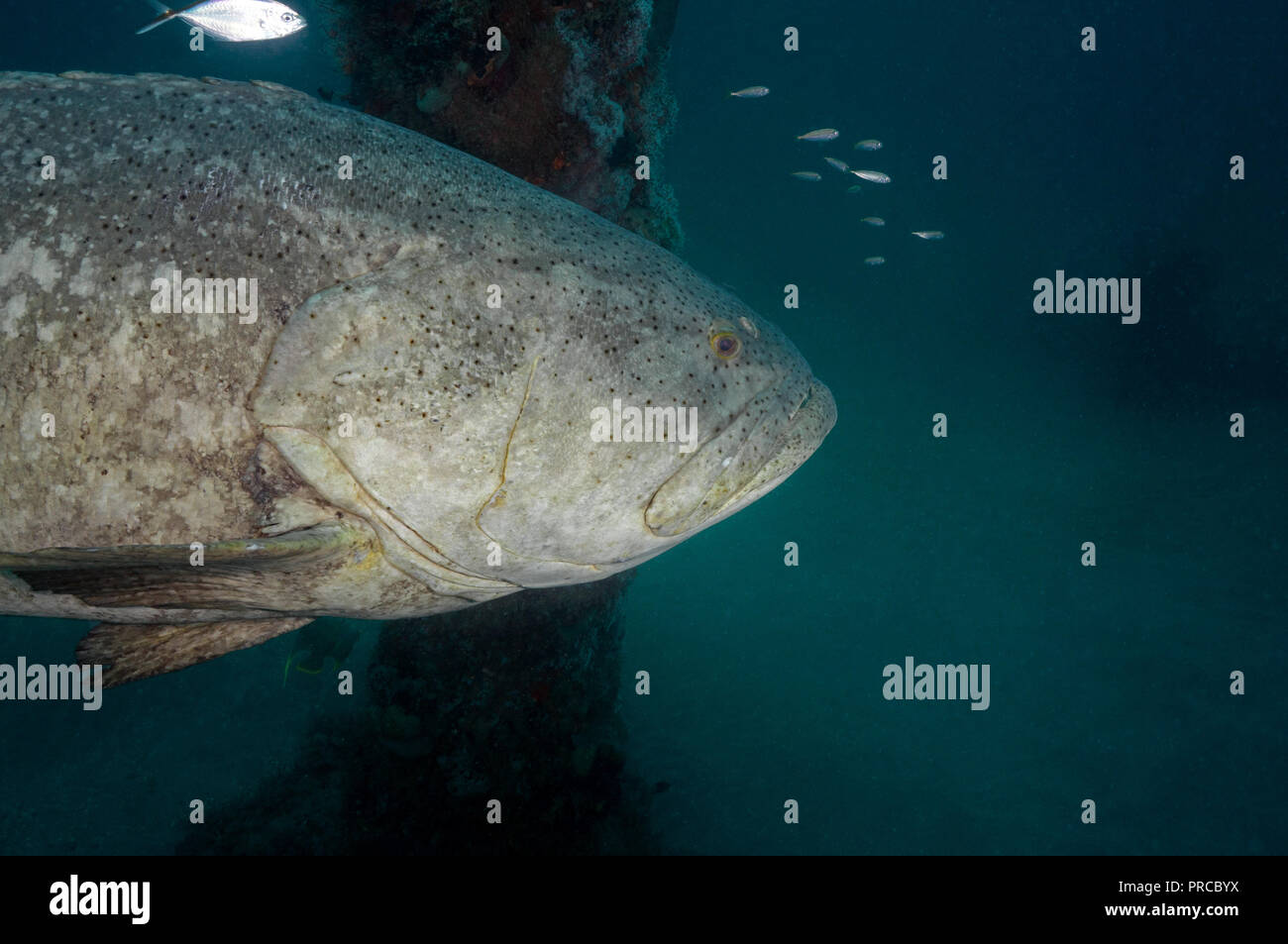 Goliath grouper underwater wreck hi-res stock photography and images ...