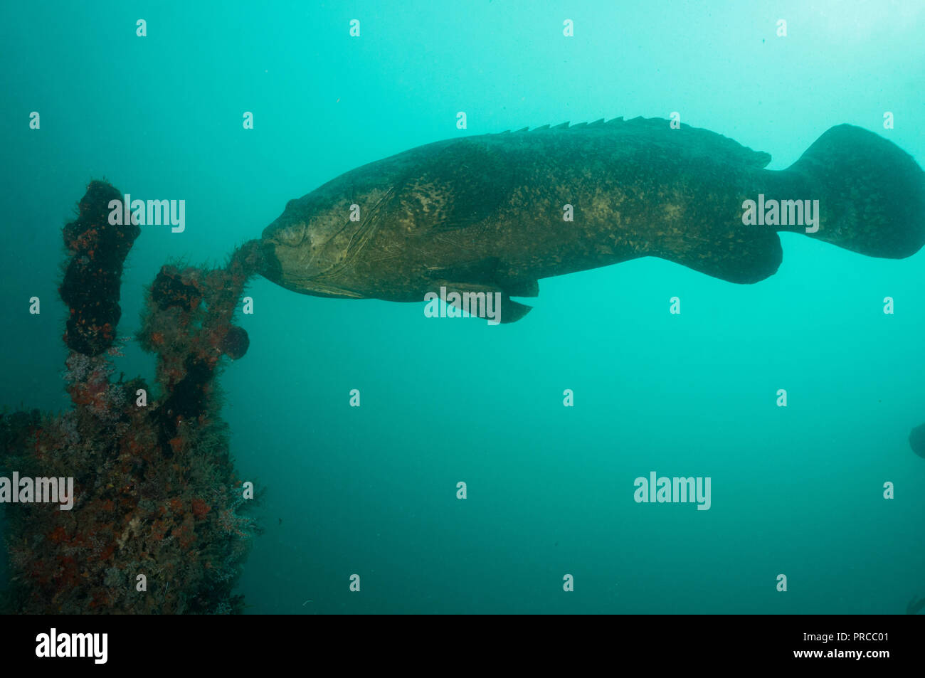 Goliath grouper underwater wreck hi-res stock photography and images ...