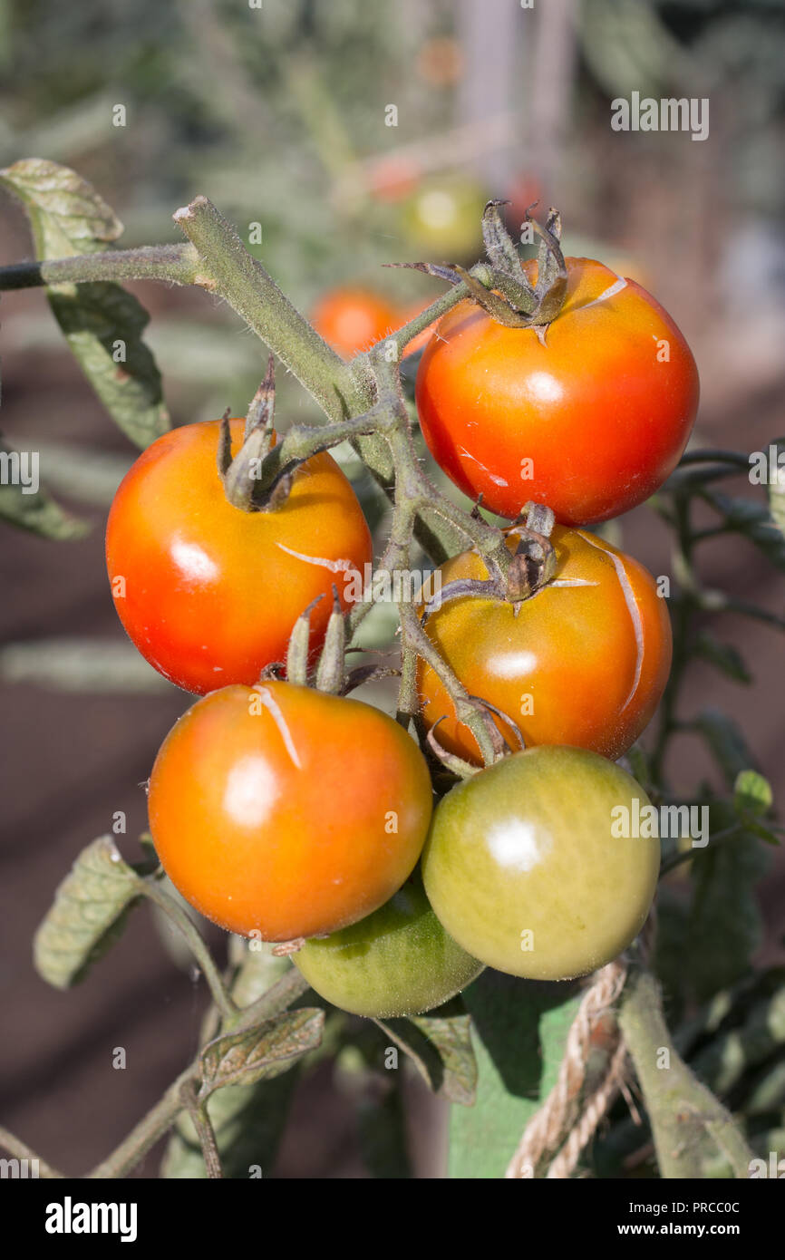 Burst tomato hi-res stock photography and images - Alamy