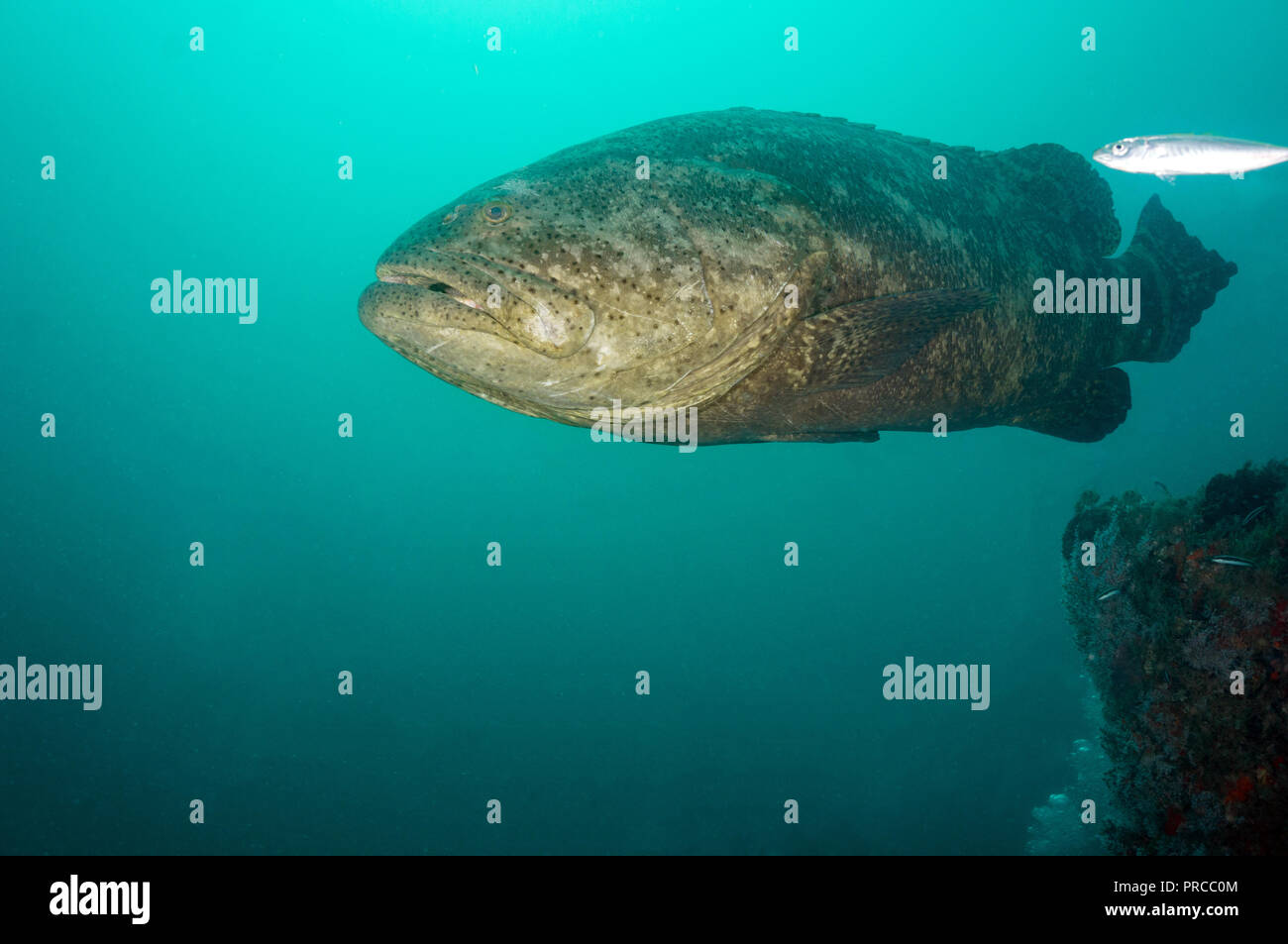 Goliath grouper underwater wreck hi-res stock photography and images ...